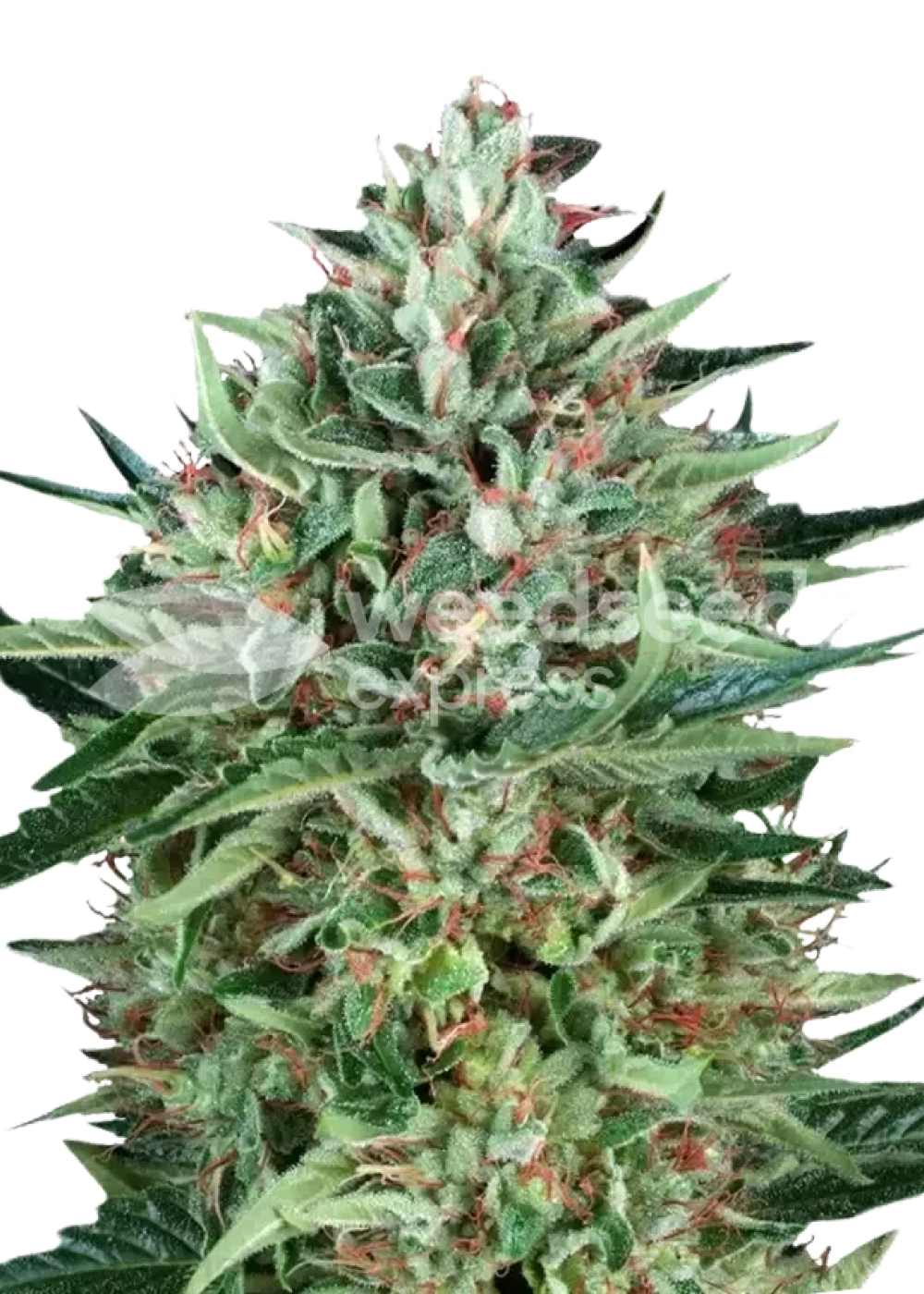 Cherry AK autoflower seeds Strain Info / Cherry AK autoflower seeds ...