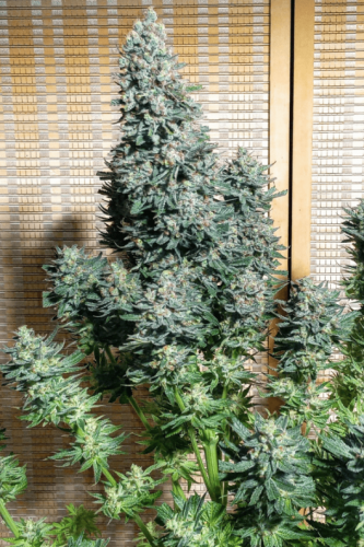 Tropicana Cookies FF Strain Info / Tropicana Cookies FF Weed By Fast ...