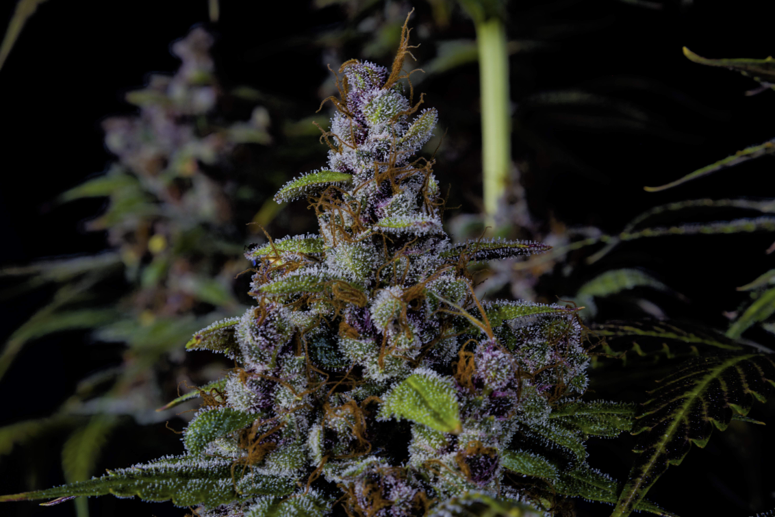 Purple Lemonade FF Strain Info / Purple Lemonade FF Weed By Fast Buds ...