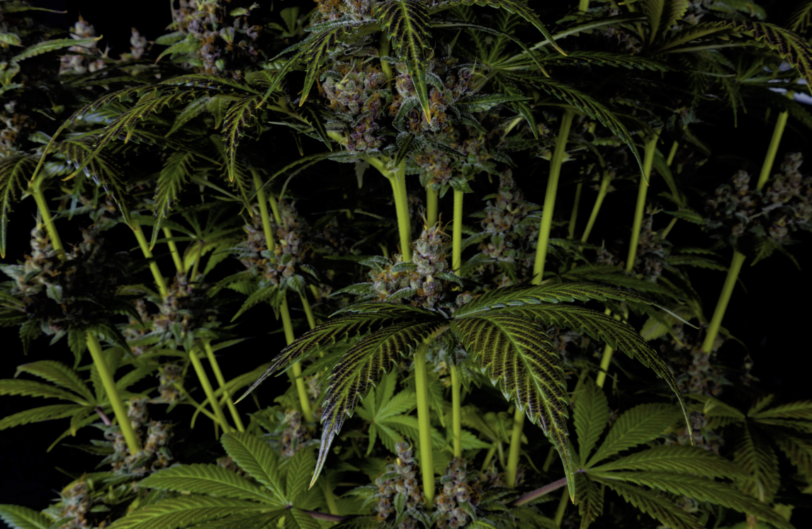 Purple Lemonade FF Strain Info / Purple Lemonade FF Weed By Fast Buds ...