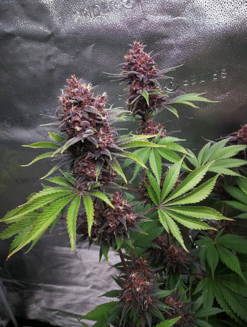 Purple Lemonade FF Strain Info / Purple Lemonade FF Weed By Fast Buds ...