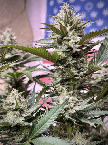 GG4 Sherbet FF Strain Info / GG4 Sherbet FF Weed By Fast Buds - GrowDiaries