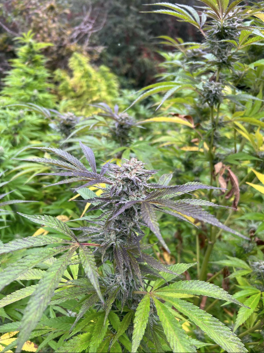 GG4 Sherbet FF Strain Info / GG4 Sherbet FF Weed By Fast Buds - GrowDiaries