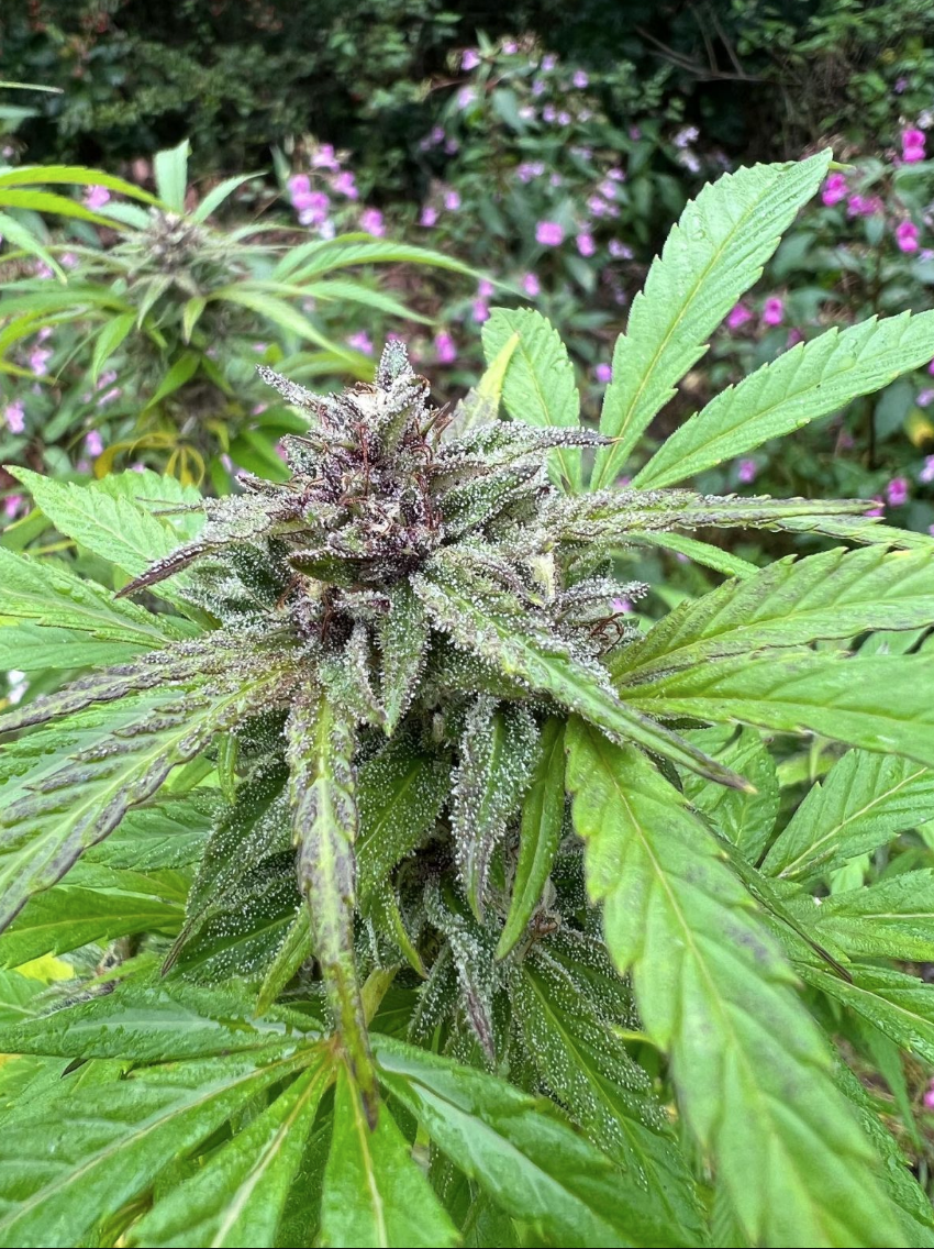 GG4 Sherbet FF Strain Info / GG4 Sherbet FF Weed By Fast Buds - GrowDiaries