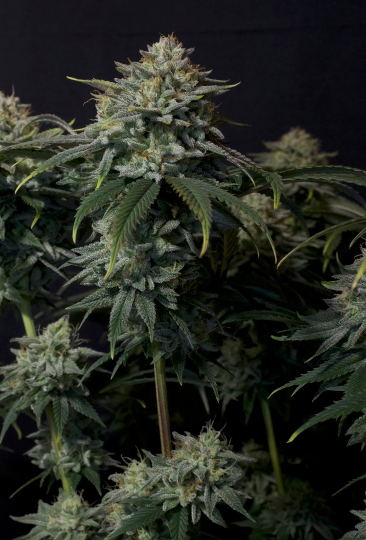 Gorilla Cookies FF Strain Info / Gorilla Cookies FF Weed By Fast Buds ...