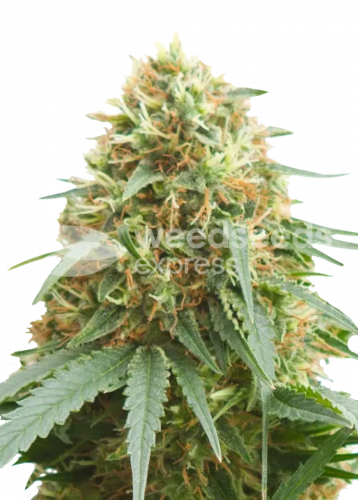 Pineapple Express autoflower seeds Strain Info / Pineapple Express ...