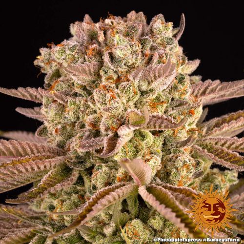 Pineapple Express Strain Info / Pineapple Express Weed By Barney's Farm ...