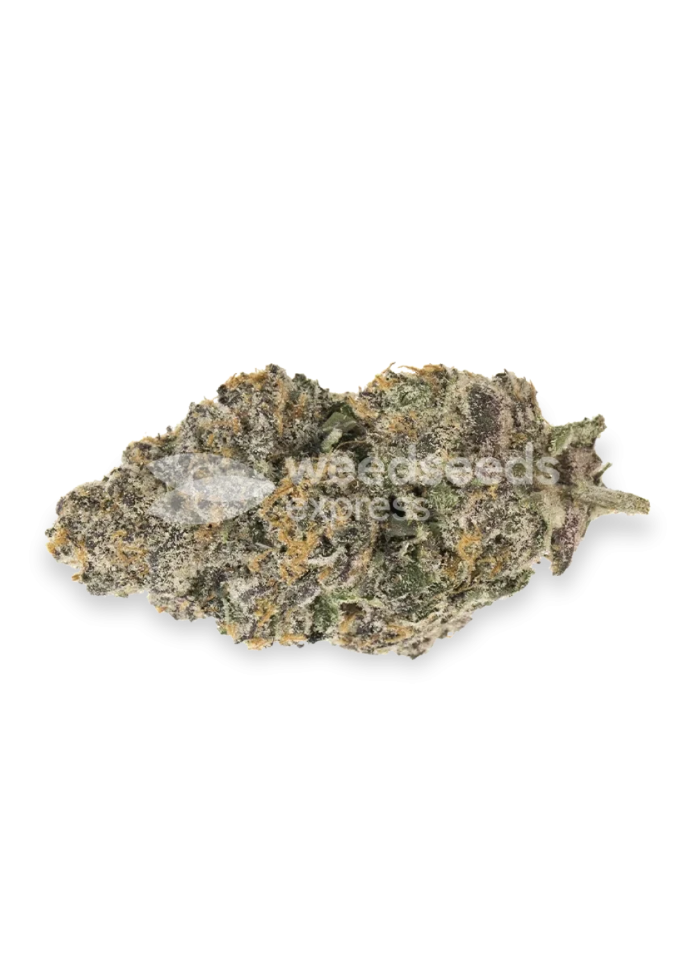 Biscotti feminized seeds Strain Info / Biscotti feminized seeds Weed By ...