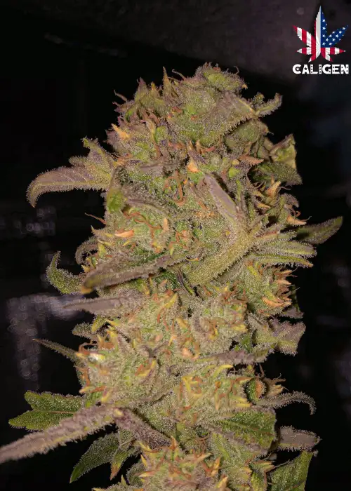 Mazar Fucker OG Seeds By Caligen GrowDiaries