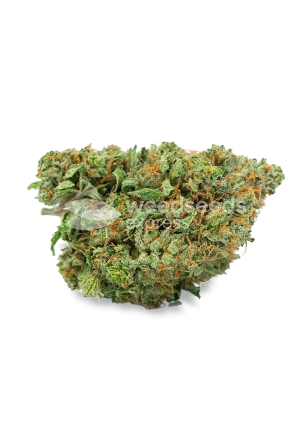 Amnesia feminized seeds Strain Info / Amnesia feminized seeds Weed By ...
