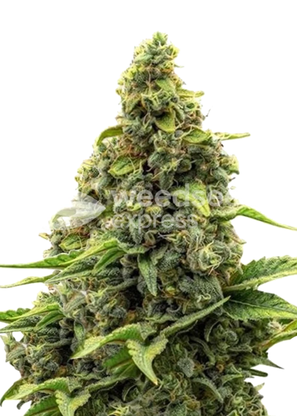 Amnesia autoflower seeds Strain Info / Amnesia autoflower seeds Weed By ...