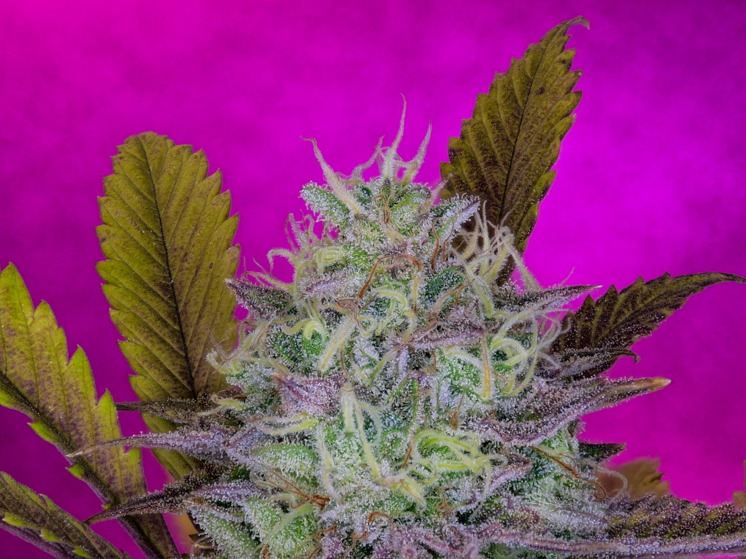 Kings Banner Strain Info / Kings Banner Weed By Pure Instinto - GrowDiaries