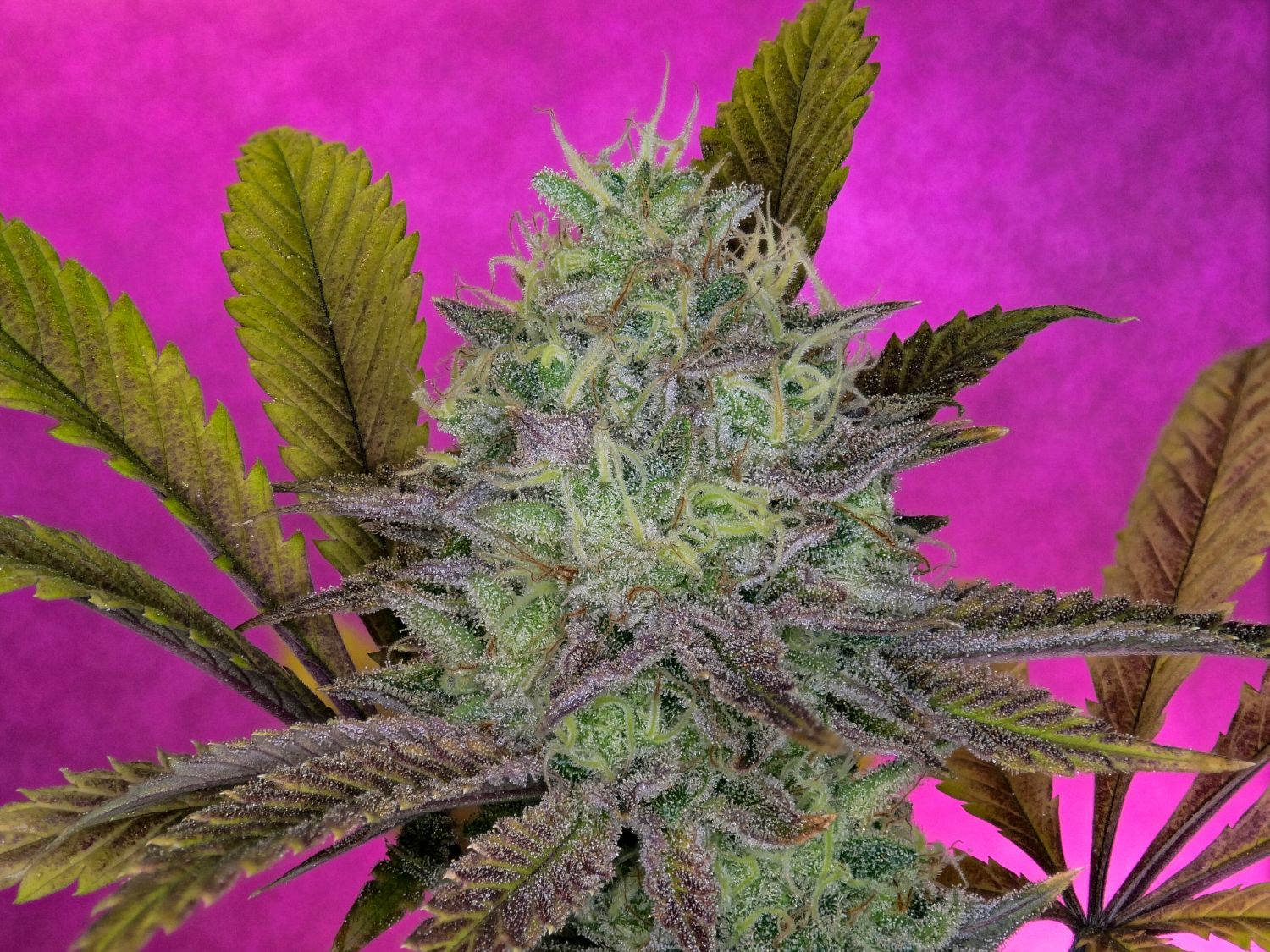 Kings Banner Strain Info / Kings Banner Weed By Pure Instinto - GrowDiaries