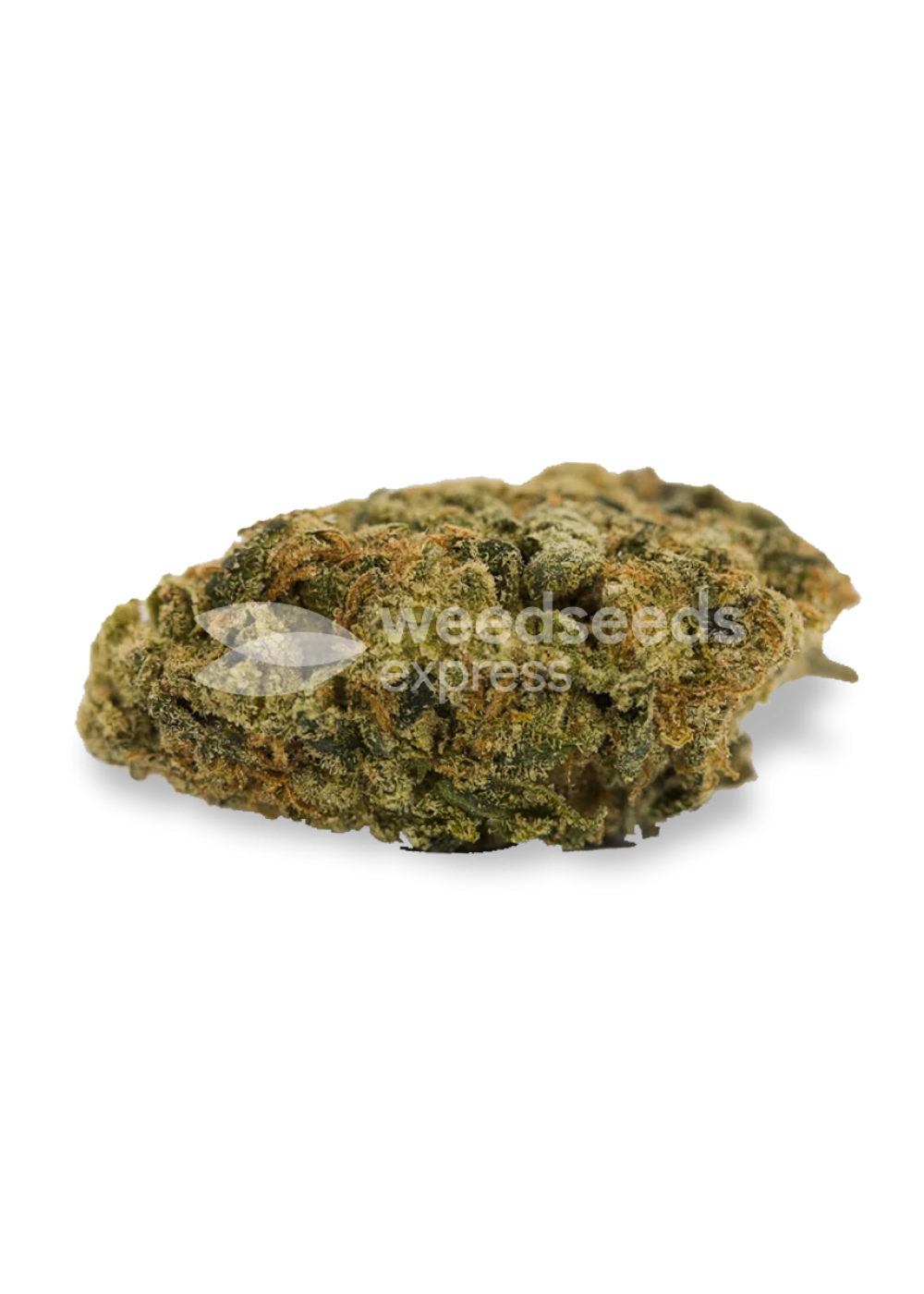 Super Lemon Haze feminized seeds Strain Info / Super Lemon Haze ...
