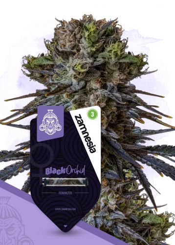 Black Orchid Strain Info / Black Orchid Weed By Zamnesia Seeds ...
