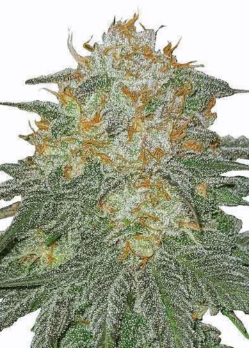 Cookies and Cream Strain Info / Cookies and Cream Weed By MSNL ...
