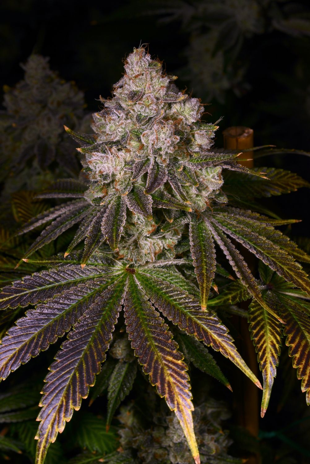 Lemon Grab Strain Info / Lemon Grab Weed By Premium Cultivars - GrowDiaries