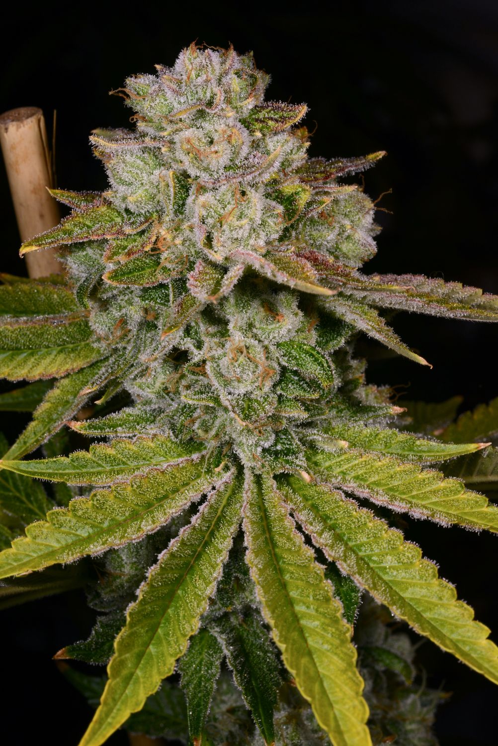 Pacman Strain Info / Pacman Weed By Premium Cultivars - GrowDiaries