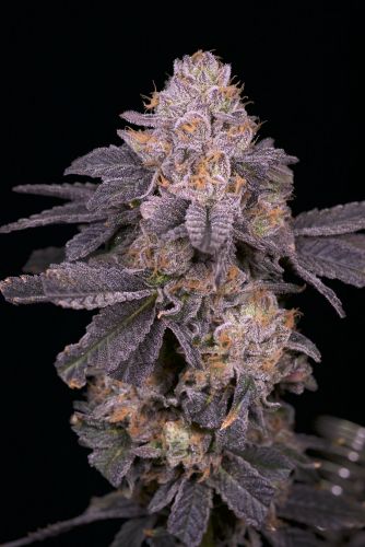 Purple Octane Strain Info / Purple Octane Weed By Premium Cultivars ...
