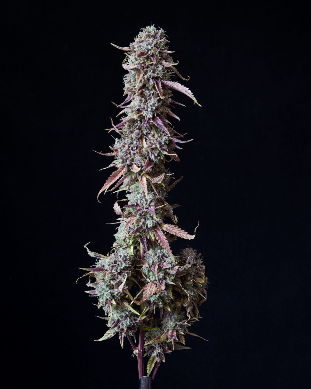 Candyland Strain Info / Candyland Weed By Premium Cultivars - GrowDiaries