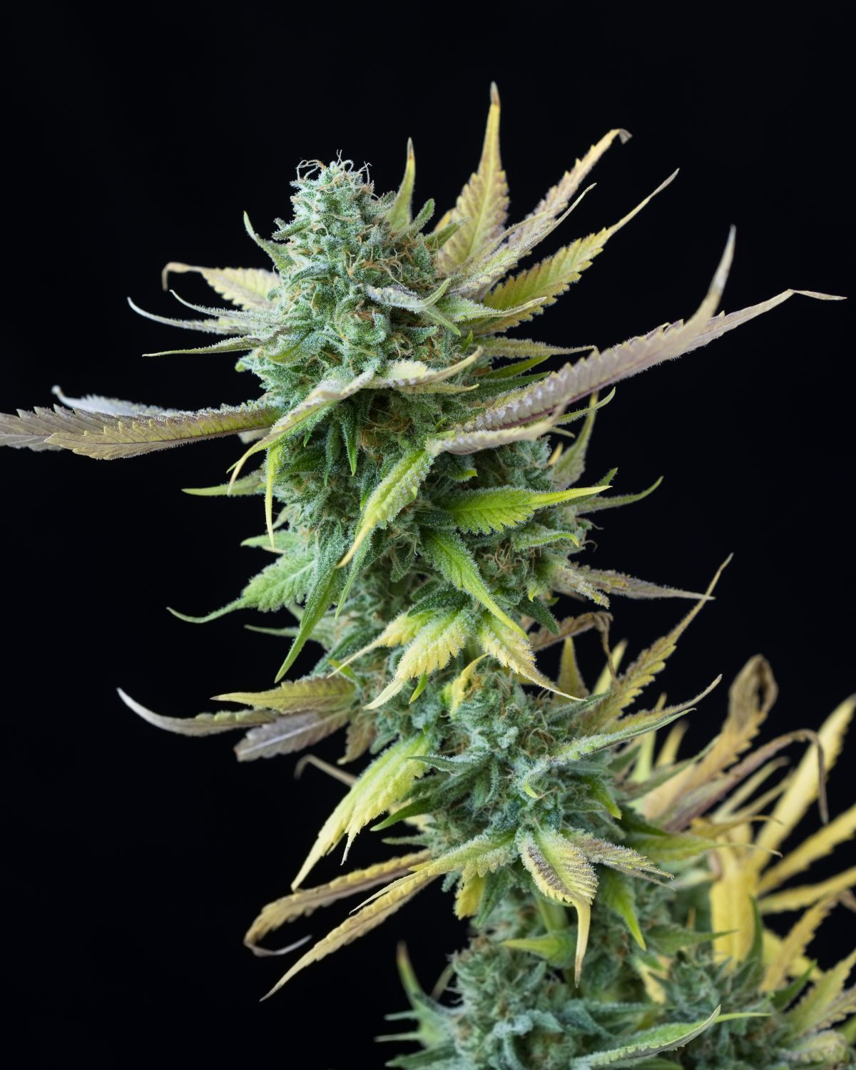 Sour Candy Strain Info / Sour Candy Weed By Premium Cultivars - GrowDiaries