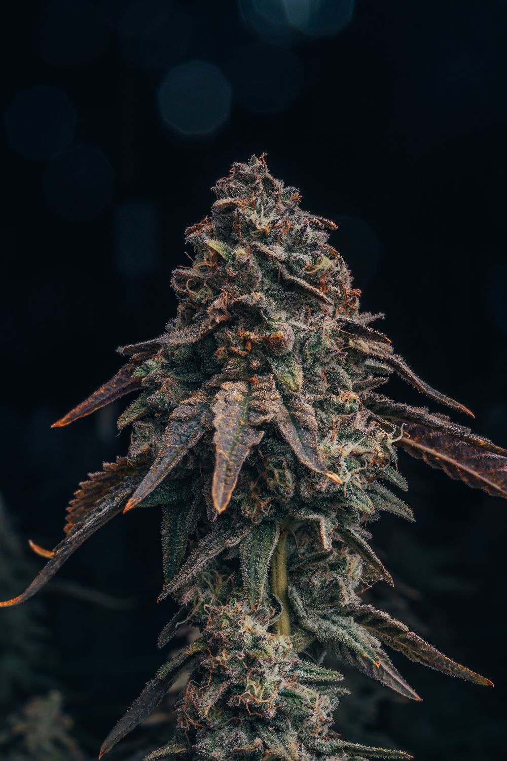 Black Runtz Strain Info / Black Runtz Weed By Premium Cultivars ... Black Runtz Strain Info / Black Runtz Weed By Premium Cultivars ...