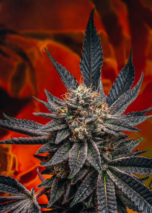 Zookies Strain Info / Zookies Weed By Premium Cultivars - GrowDiaries