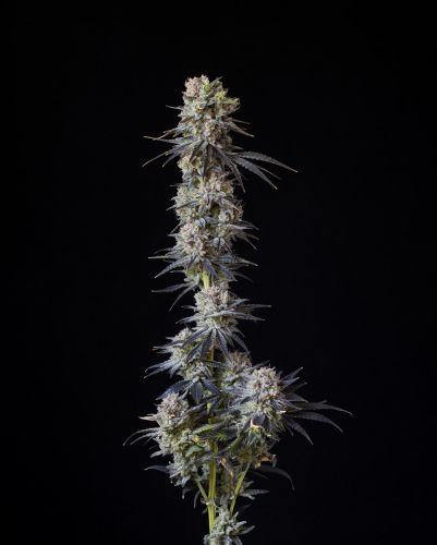 Gushers Strain Info / Gushers Weed By Premium Cultivars - GrowDiaries