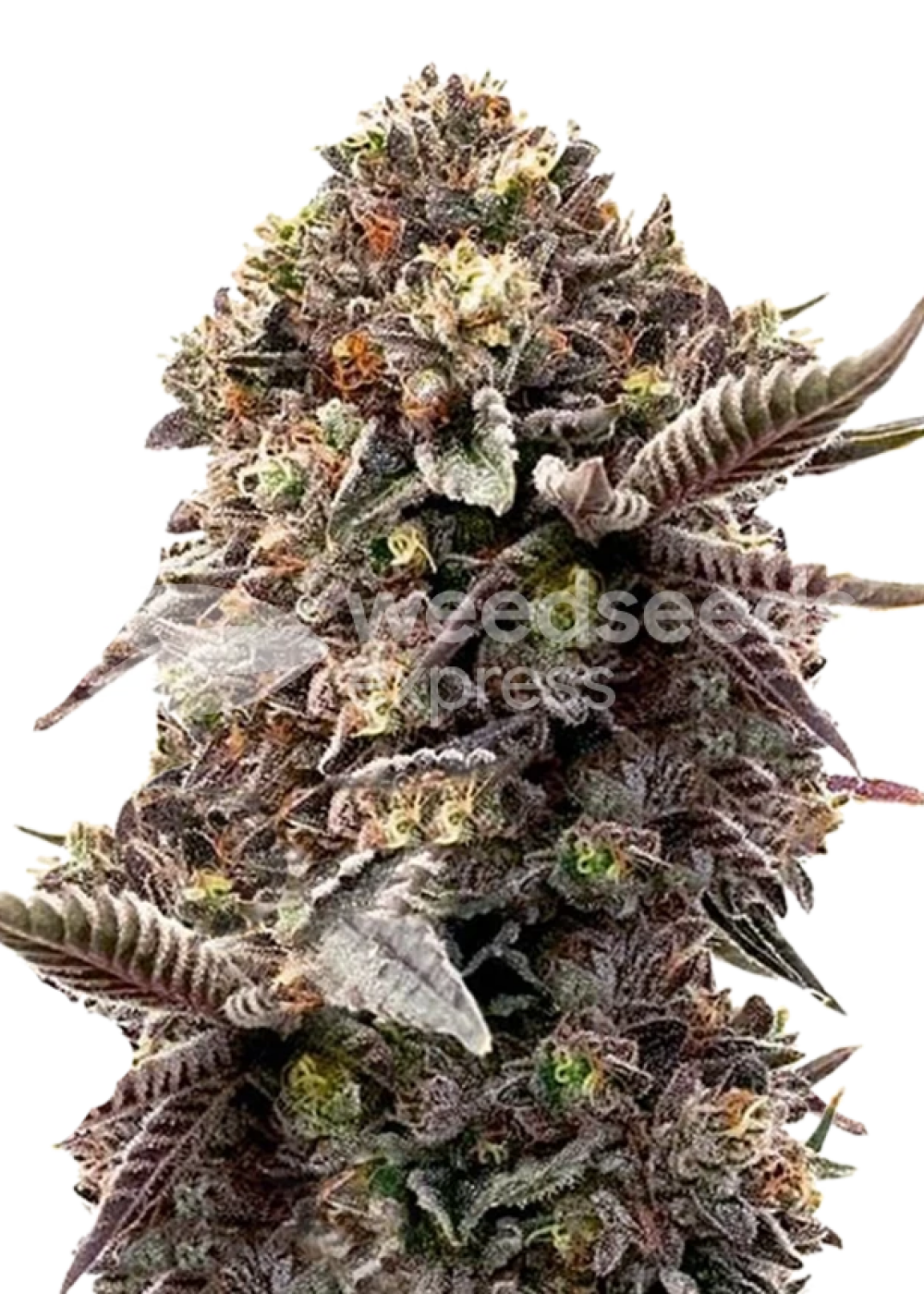 Blackberry Moonrocks autoflower seeds Strain Info / Blackberry ...