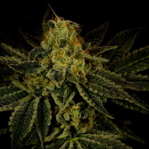 Bubble Gum Strain Info / Bubble Gum Weed By Premium Cultivars - GrowDiaries
