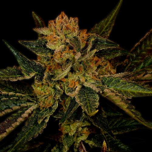 Black Jack Strain Info / Black Jack Weed By Premium Cultivars - GrowDiaries
