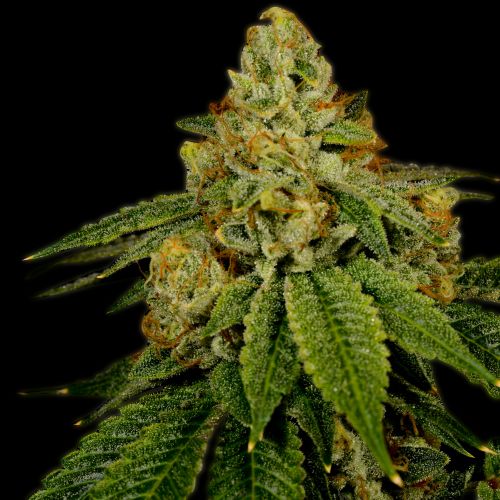 Bruce Banner Strain Info / Bruce Banner Weed By Premium Cultivars ...