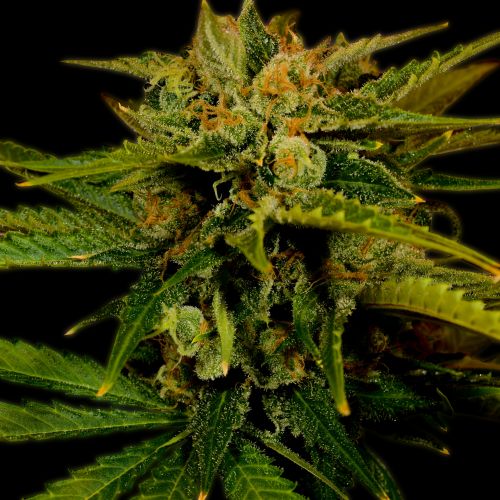 Fire OG Strain Info / Fire OG Weed By Premium Cultivars - GrowDiaries