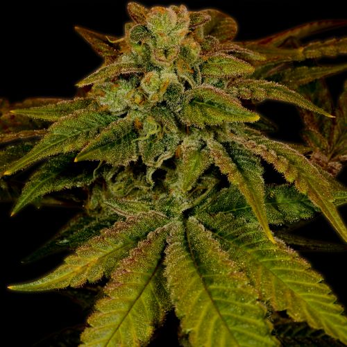 Hawaiian Punch Strain Info / Hawaiian Punch Weed By Premium Cultivars ...