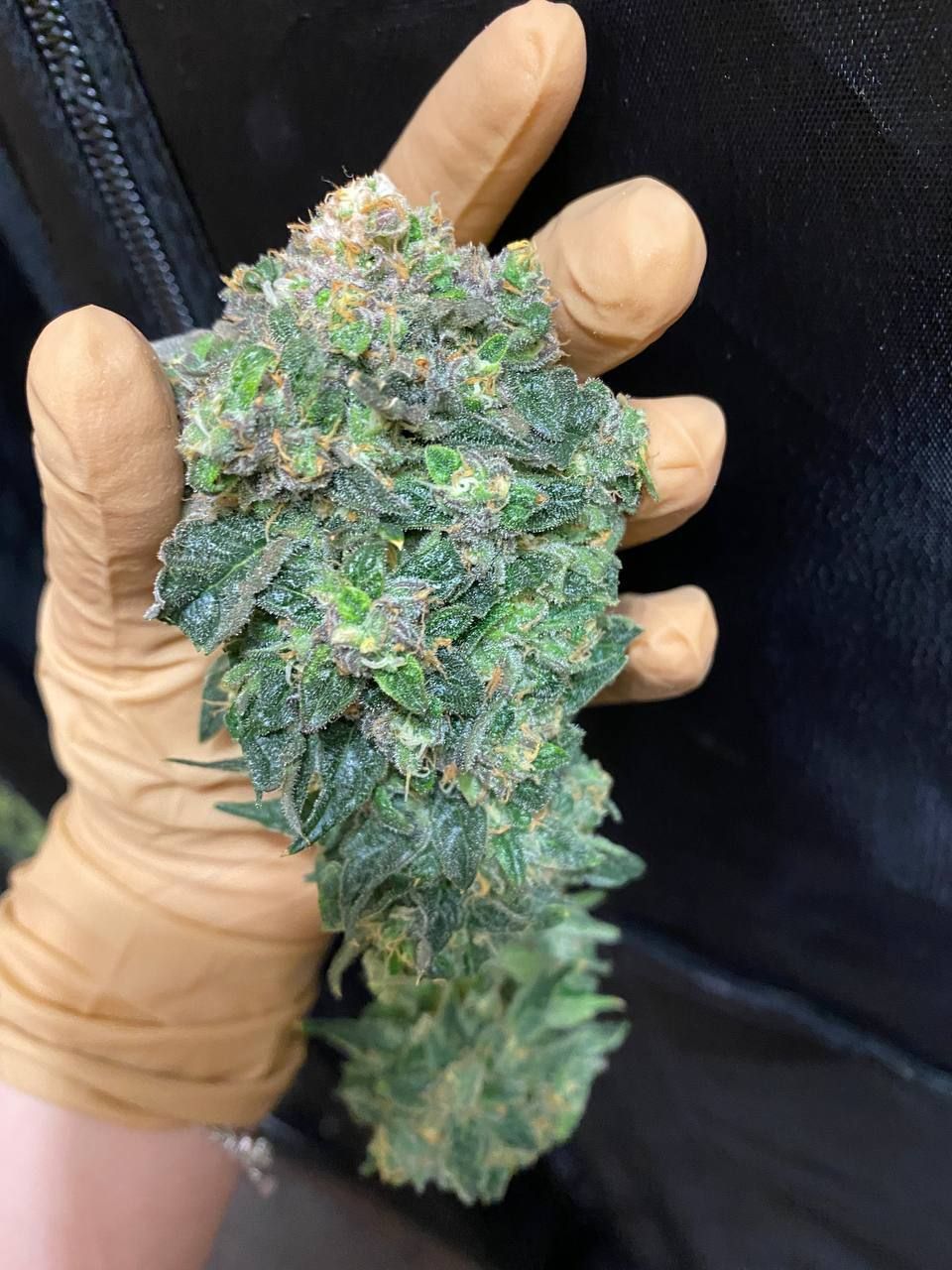 Fruit Gum Strain Info / Fruit Gum Weed By UKHTA Genetics - GrowDiaries