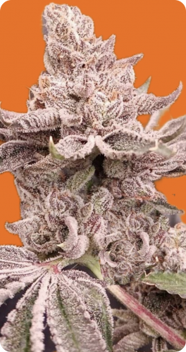 Candy House Strain Info / Candy House Weed By UKHTA Genetics - GrowDiaries