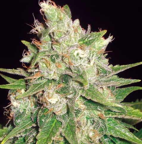 Mazar x Great White Shark Strain Info / Mazar x Great White Shark Weed ...