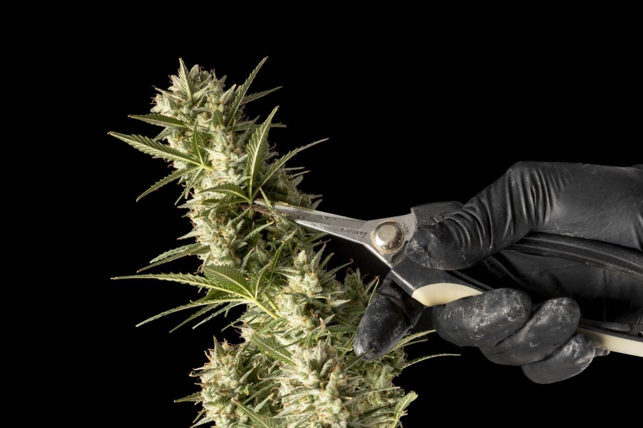 Juicy Zkittlez Auto Strain Info / Juicy Zkittlez Auto Weed By Seedsman ...