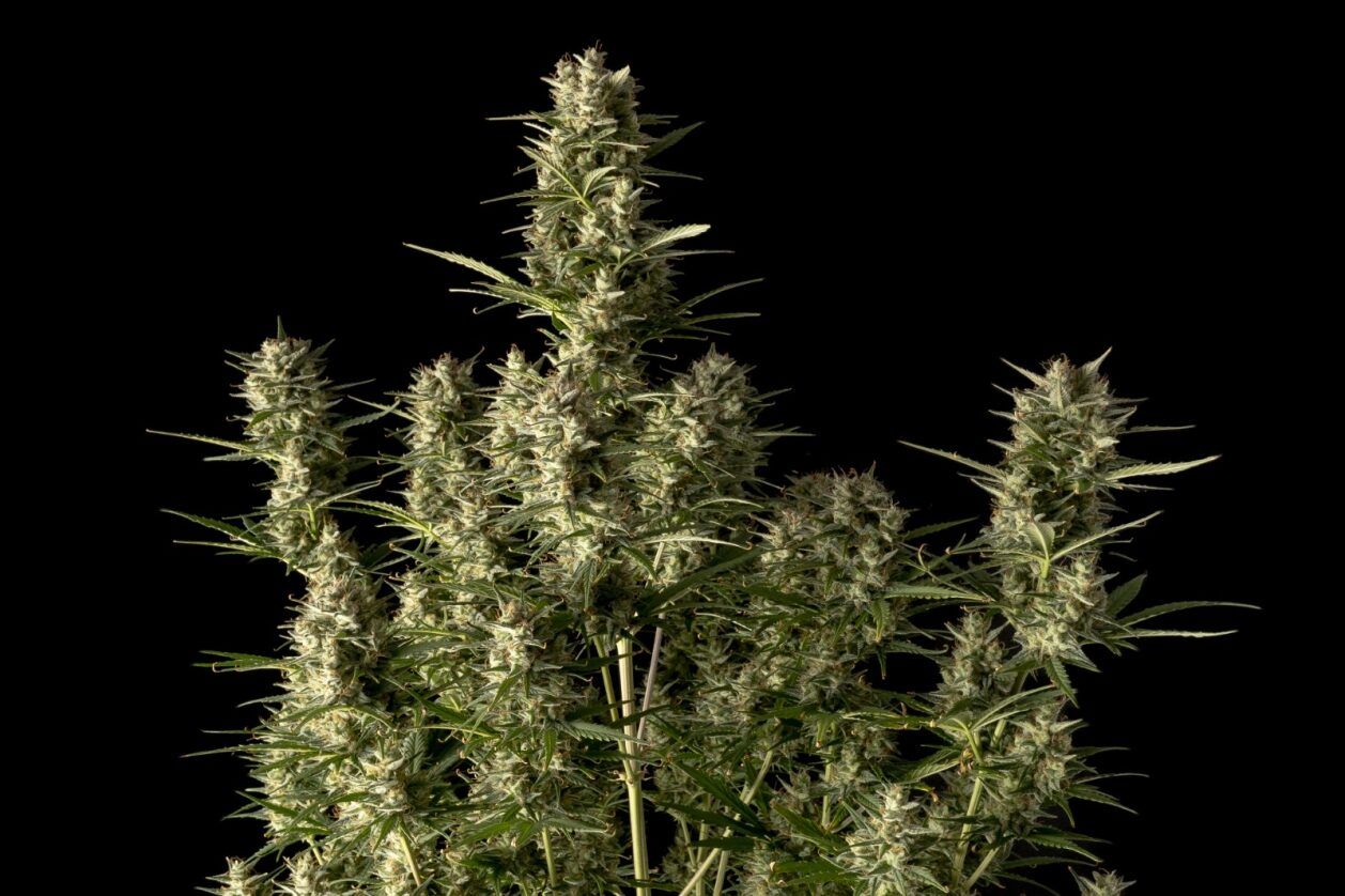 Juicy Zkittlez Auto Strain Info / Juicy Zkittlez Auto Weed By Seedsman ...