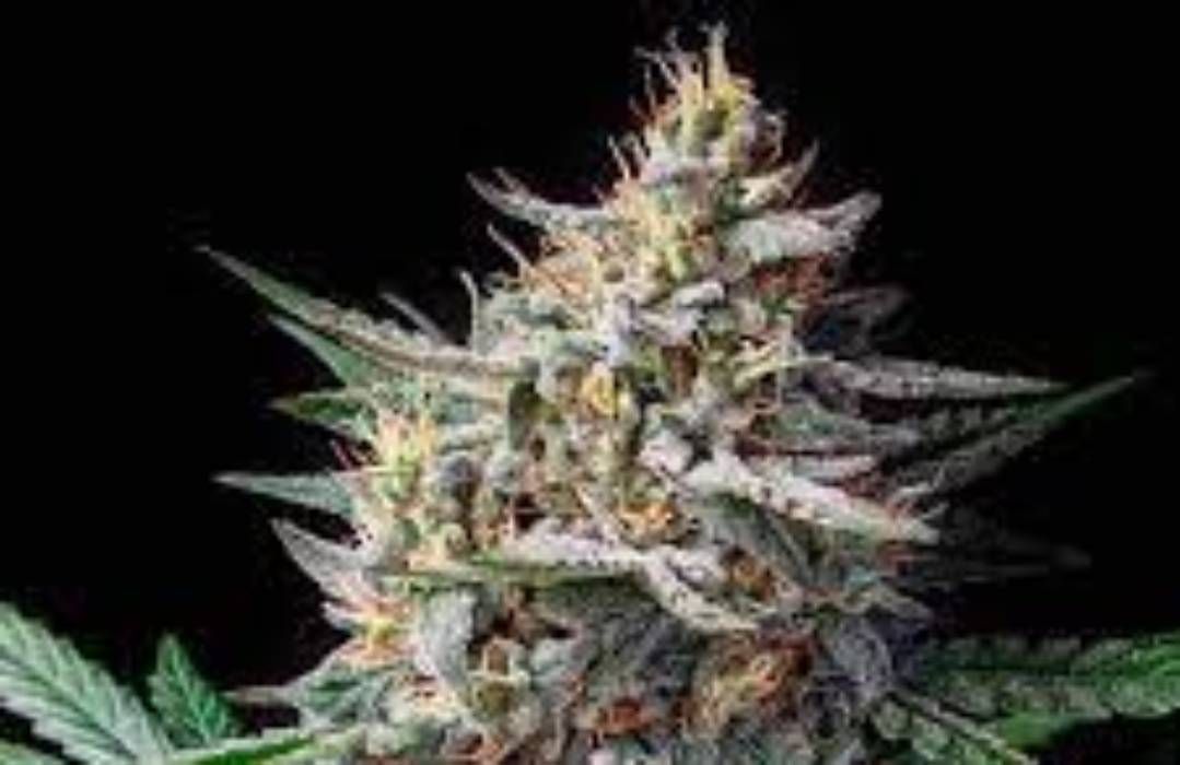 Cherry Alien Auto Strain Info / Cherry Alien Auto Weed By Blimburn ...