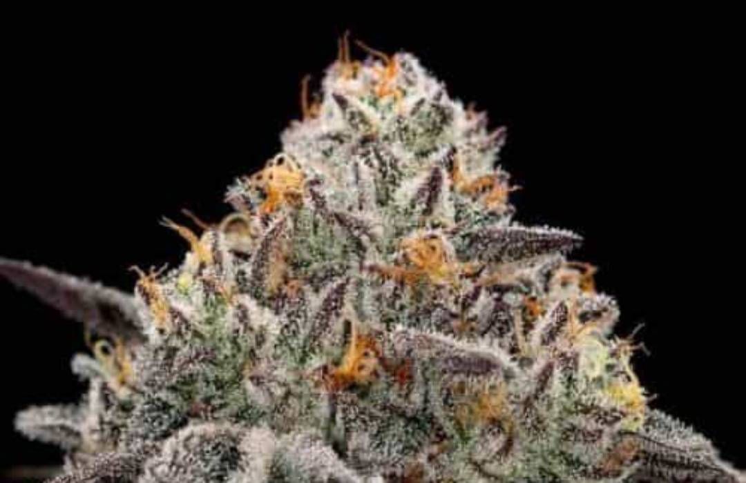 Oreoz Strain Info / Oreoz Weed By Blimburn Seeds - GrowDiaries