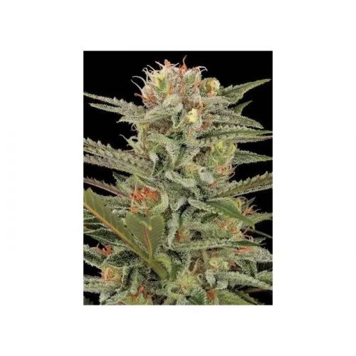 Amnesia Strain Info / Amnesia Weed By Eurogrow - GrowDiaries