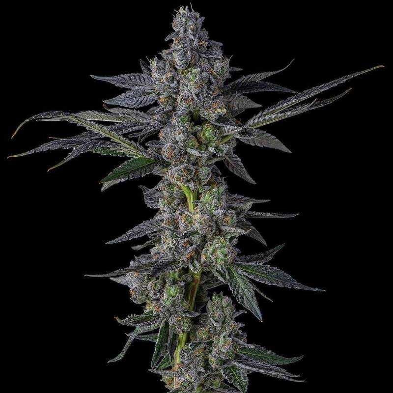 Rainbow Pave Strain Info / Rainbow Pave Weed By Compound Genetics - GrowDiaries