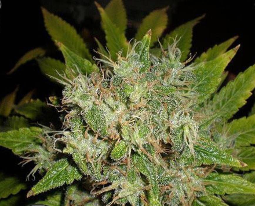 White Widow Strain Info / White Widow Weed By Silver Leaf - GrowDiaries