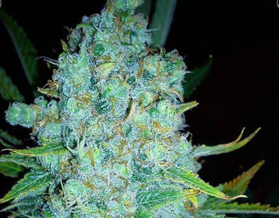Auto Blue Dream Strain Info / Auto Blue Dream Weed By Silver Leaf ...