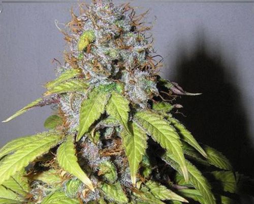 Auto Blueberry Strain Info / Auto Blueberry Weed By Silver Leaf ...
