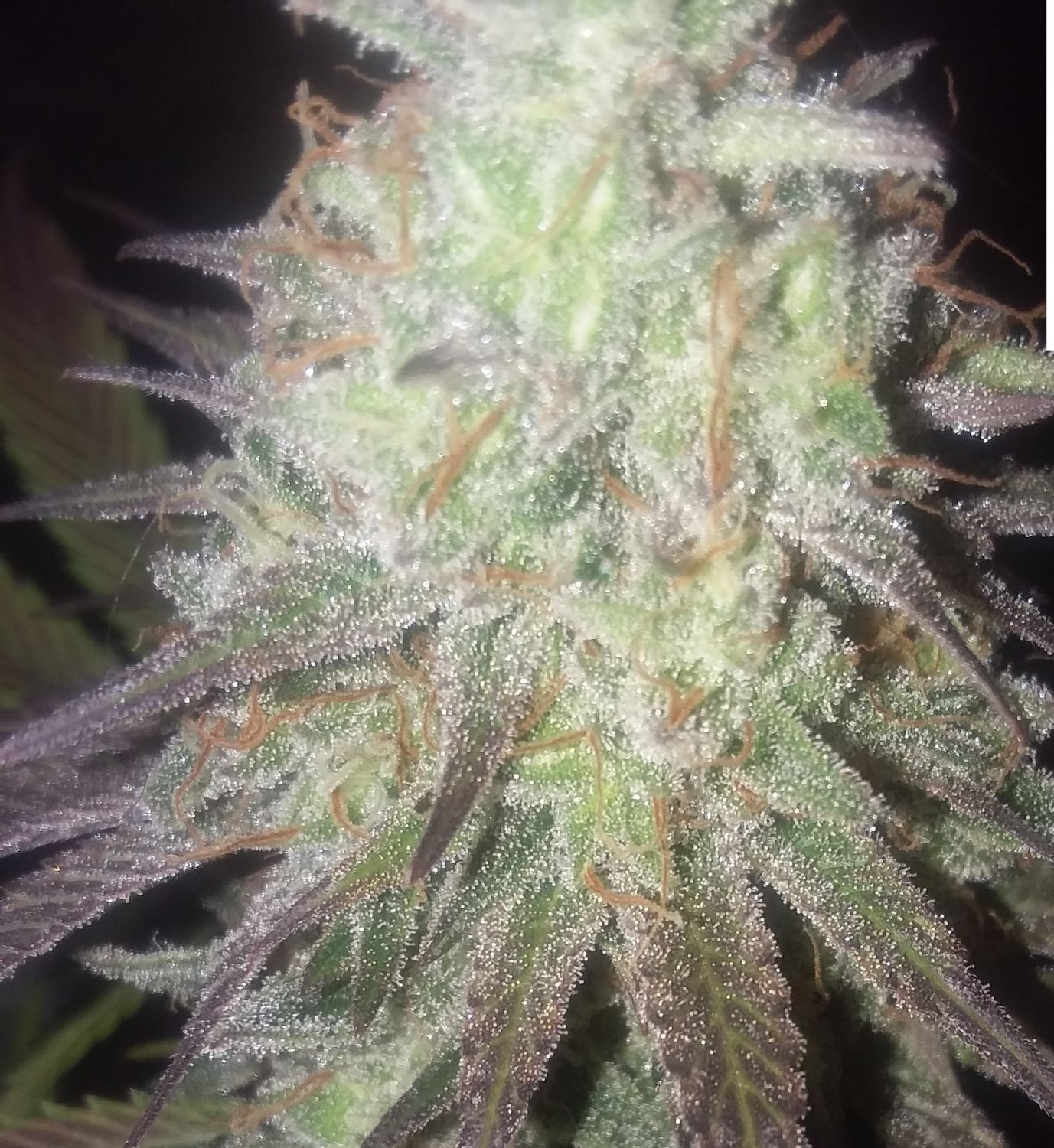 Purple Pluto Auto Strain Info / Purple Pluto Auto Weed By New420Guy ...
