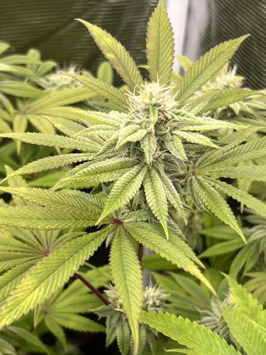 Smile Now Cry Laterz Strain Info / Smile Now Cry Laterz Weed By Solfire Gardens - GrowDiaries