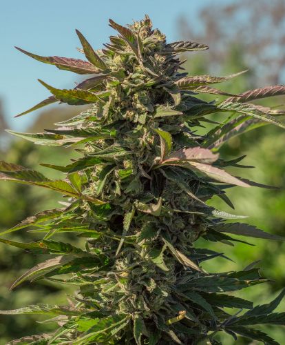 Snow Panda Strain Info / Snow Panda Weed By Atlas Seed - GrowDiaries