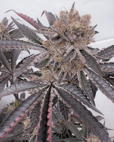 Pushin P Strain Info / Pushin P Weed By Solfire Gardens - GrowDiaries